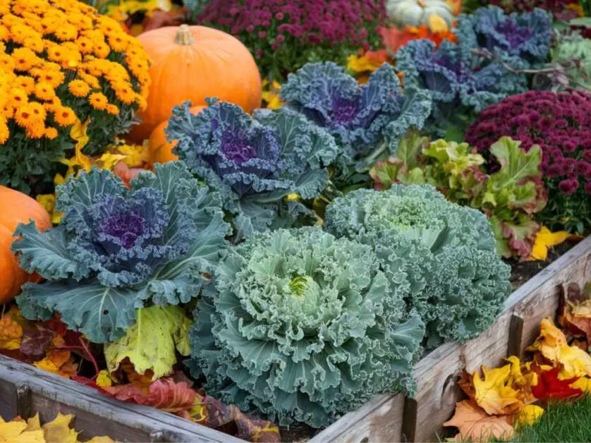 Top Flowers to Plant in Fall for a Colorful Autumn Garden