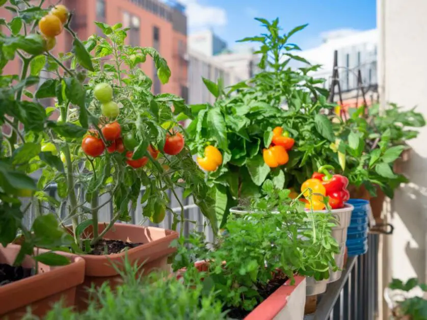 Simple Small Balcony Garden Ideas for Urban Dwellers